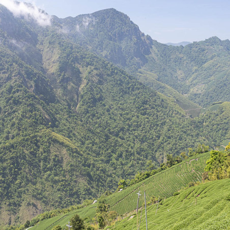 2025 Spring Qingxin Oolong Long Feng Xia weight 25 gr