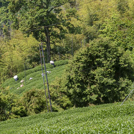 2025 Spring Qingxin Oolong Long Feng Xia weight 25 gr