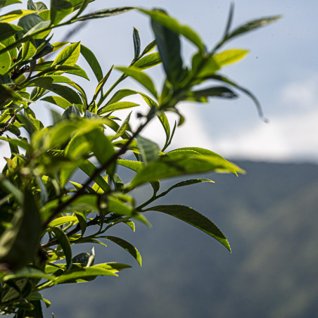 2025 Spring Qingxin Oolong Long Feng Xia weight 25 gr