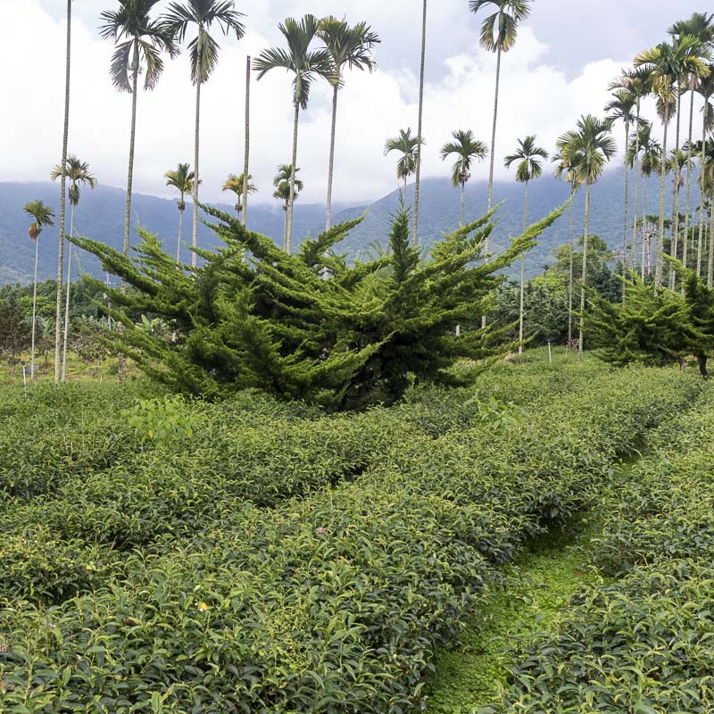 2025 Spring Qingxin Oolong from Yong Lung, Dong Ding weight 25 gr