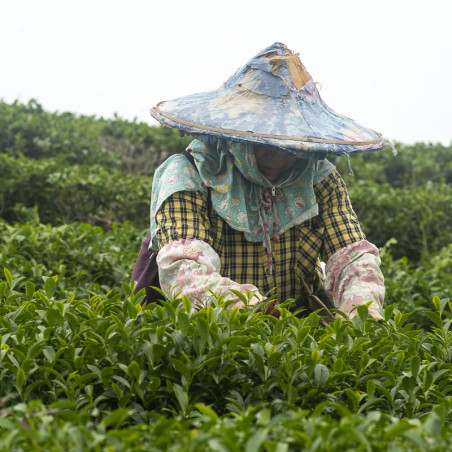 2026 Spring Qingxin Oolong Long Feng Xia weight 25 gr