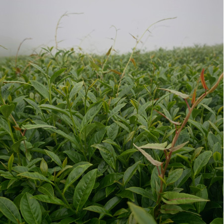 2026 Spring Qingxin Oolong Long Feng Xia weight 25 gr